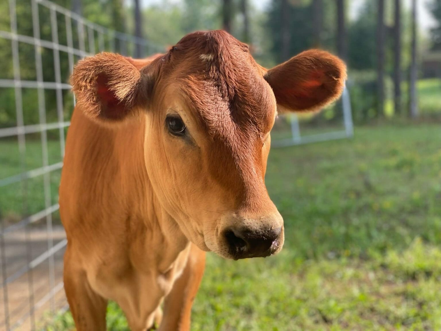 Home - The Therapy Farm